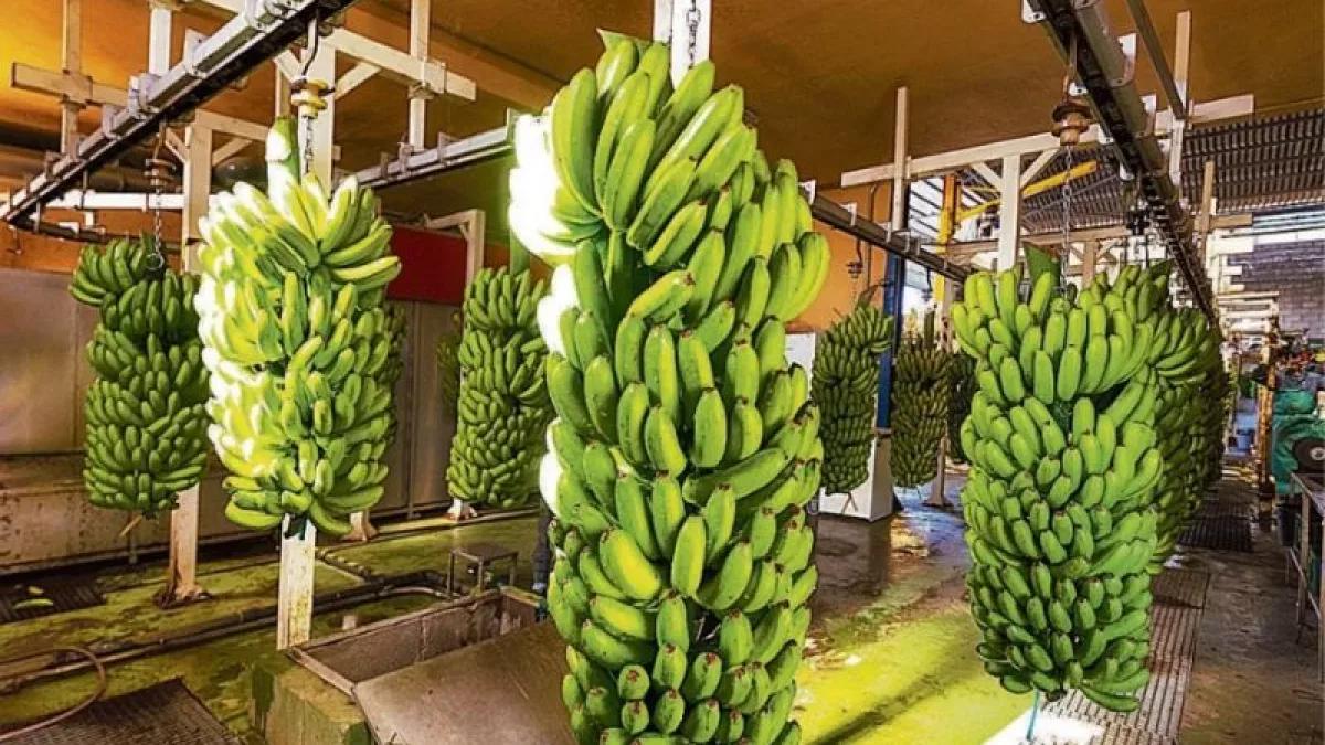 La producción bananera de Salta, en crisis: caída de rindes, costos en ...